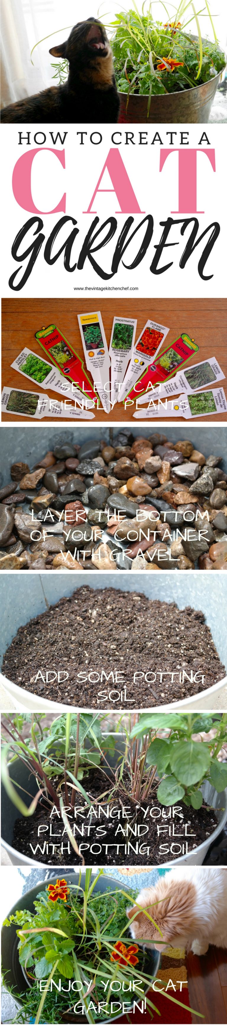 Cats are my passion and I love gardening and herbs and flowers! Learn ...